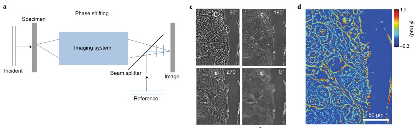 M13) Quantitative Phase Imaging Microscopy [QPI] - Scientific Imaging, Inc.