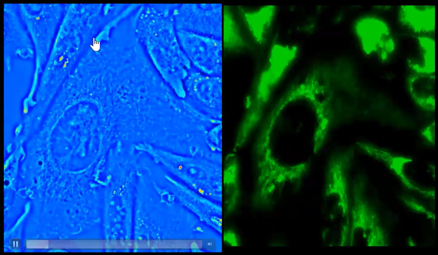 M13) Quantitative Phase Imaging Microscopy [QPI] - Scientific Imaging, Inc.